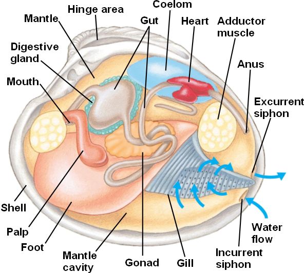 Answers To Clam Dissection Lab David Blog answers-to-clam-dissection-lab-david-blog